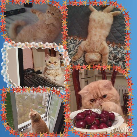 Мальчик экзот, ждёт девочку для вязки