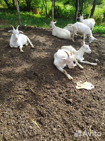 Продаются козлята