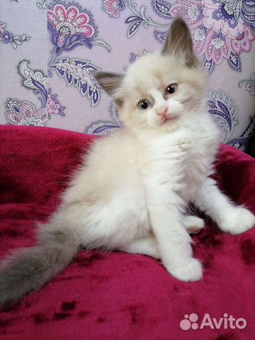 Рэгдолл малыши