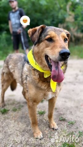 Собака Кит. Приют Некрасовка