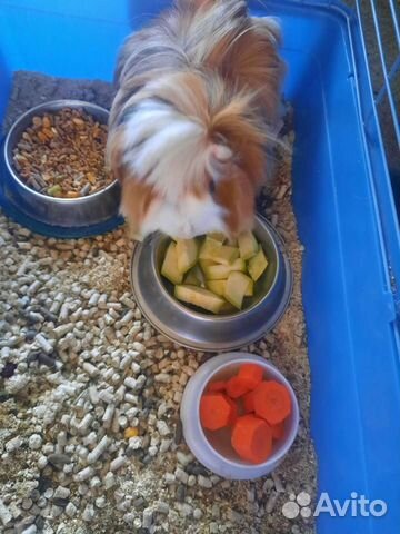 Морская свинка