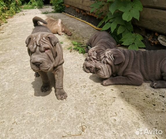 Плюшевые щенки