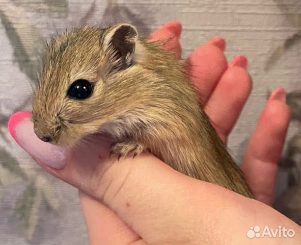 Грызуны песчанка