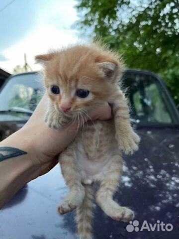 Рыжий котенок девочка