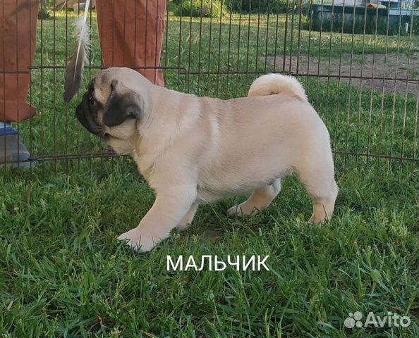 Щенки мопса