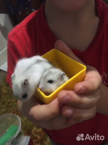 Джунгарские хомячки