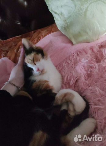 Слепая кошка в добрые руки бесплатно