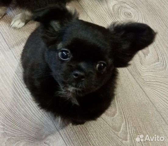 Продам чихуахуа щенок девочка