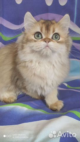Шотландкая длинношерстная кошечка