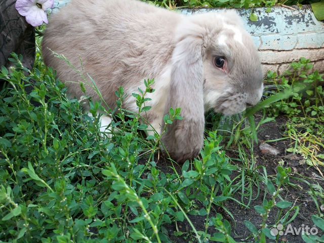 Французский баран на племя