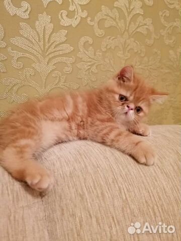 Экзотическая кошка