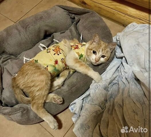 Лапочка ищет добрый дом