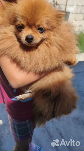 Продам шпицев 2 и 3 годя, есть еще щенок на бронь