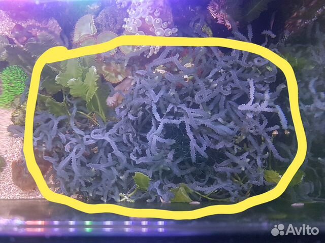 Водоросли и улитки в морской аквариумриум