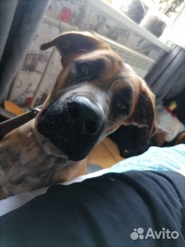 Отдам собаку в добрые руки