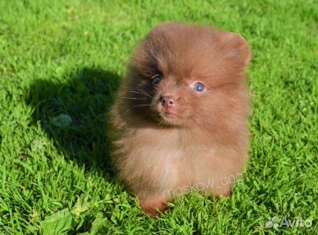 Девочка шпица шоколадка