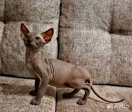 Канадский сфинкс, котенок