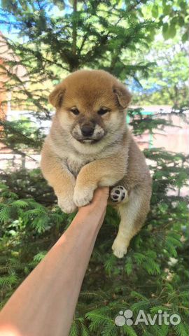 Сиба ину мальчик на продажу