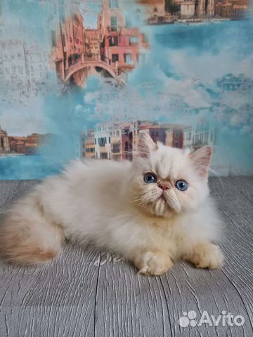 Персидская