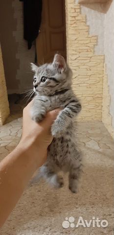 Отдам в добрые руки Шатланка