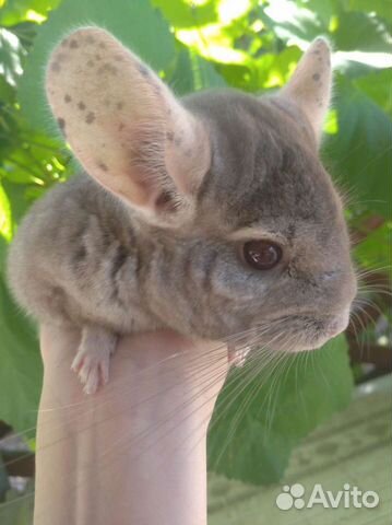 Шиншиллы 2 шт. 1 год,мальчик и девочка