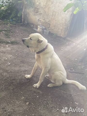 Собака