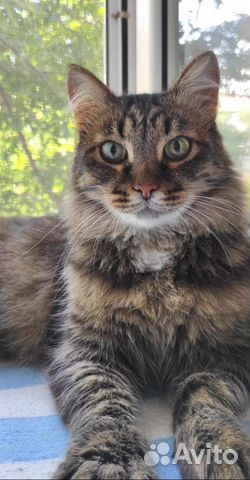 Кошка на окошке ждёт своего человека