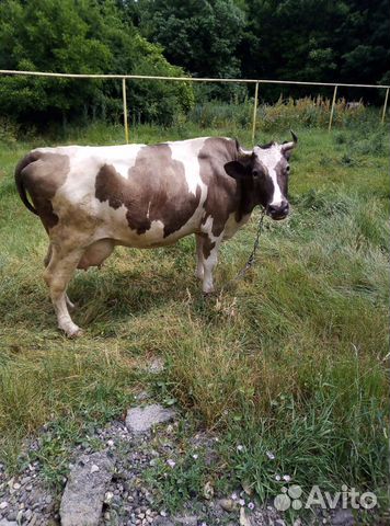 Корова дойная