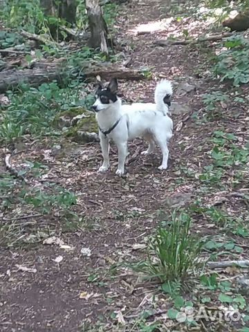 Маленькая собака в добрые руки