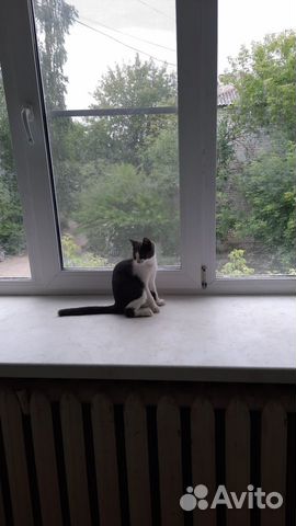 Котики бесплатно в добрые руки