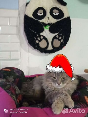 Ласковый котейка