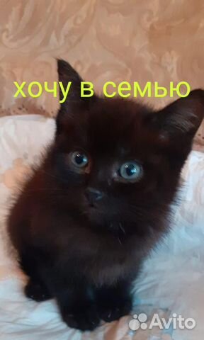 Котёнок джозик, 1.5 мес. шоколадно- черного окраса