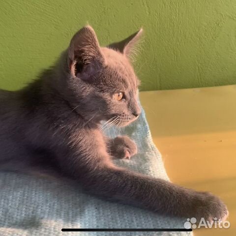 Изумительные котята 2,5мес