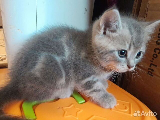 Шотландские котята