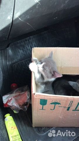 Котенок