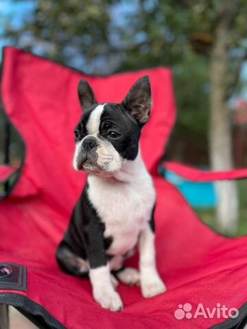 Девочка бостон-терьера