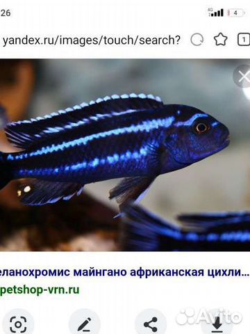 Майнгано цихлиды