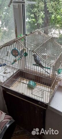 Отдам даром двух волнистых попугаев