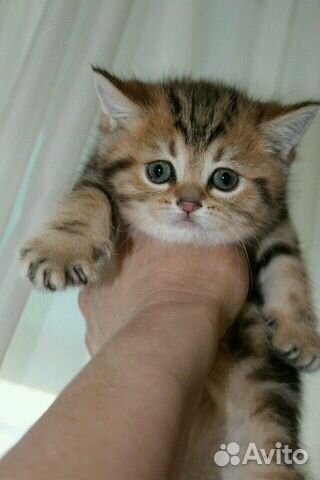 Британские мраморные котики Марик и Максик