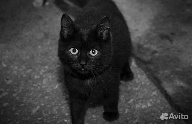 Котята в хорошие руки