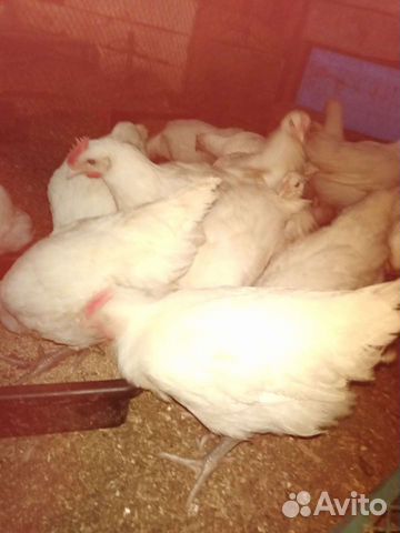 Цыплята Бресс Гальской породы