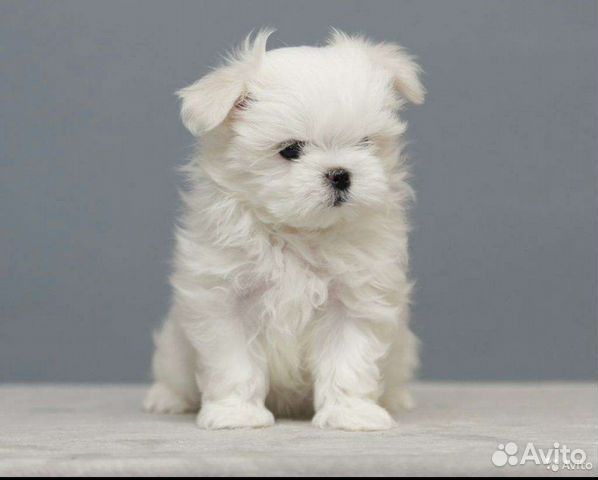 Мальтипу, щенки Мальтипу ф1 мини девочка