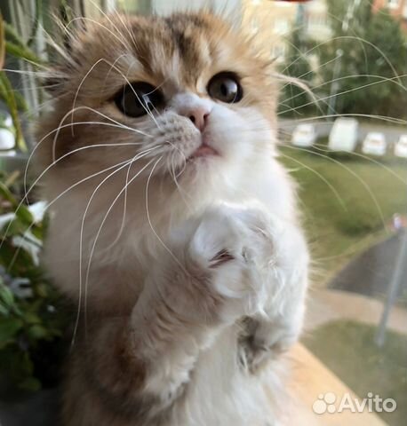 Шотландская кошечка Инди