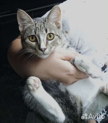 Серенький котенок ищет дом