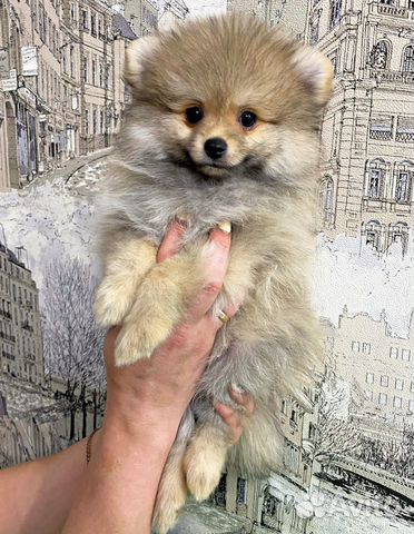 Щенки шпица