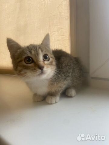 Спасенный котенок девочка ищет дом