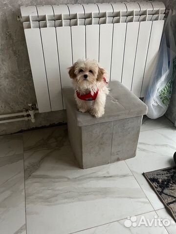 Мальтипу ф1 суперский микро мальчик 3.5 мес