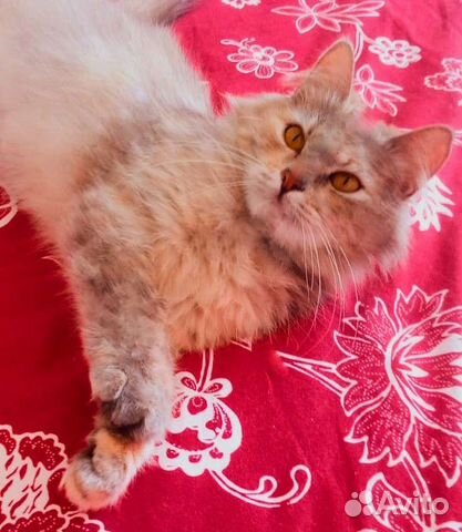 Кошку ждёт приют