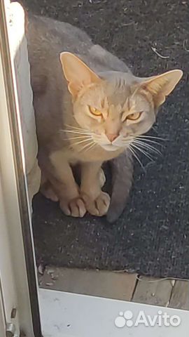 Абиссинская кошка