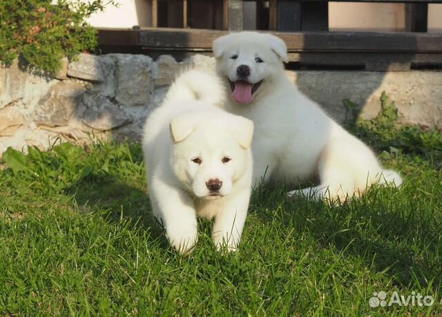 Щенки американской акиты